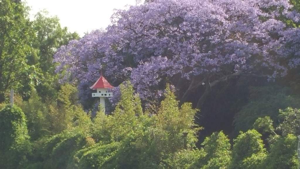 Dolobran Parktown | The Heritage Register