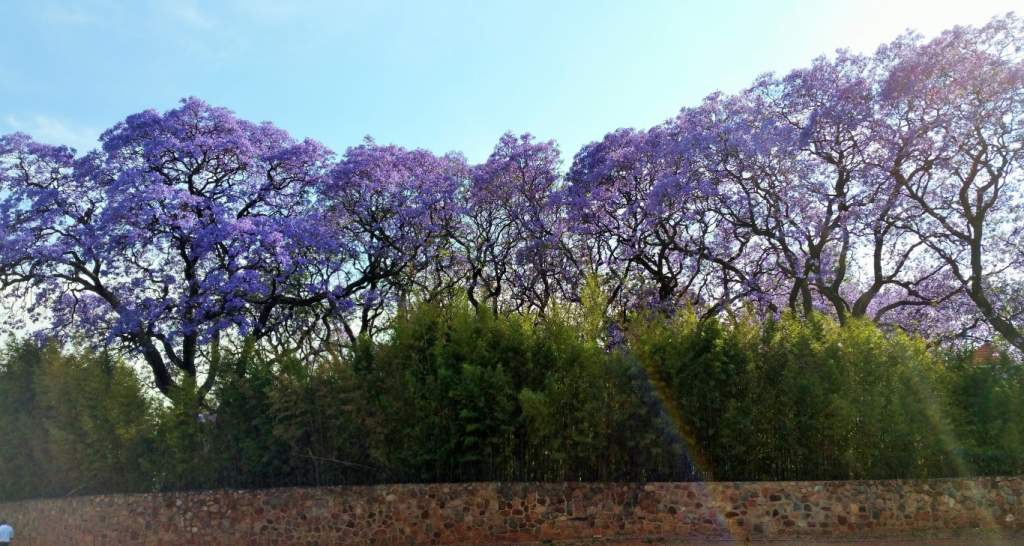 Dolobran Parktown | The Heritage Register